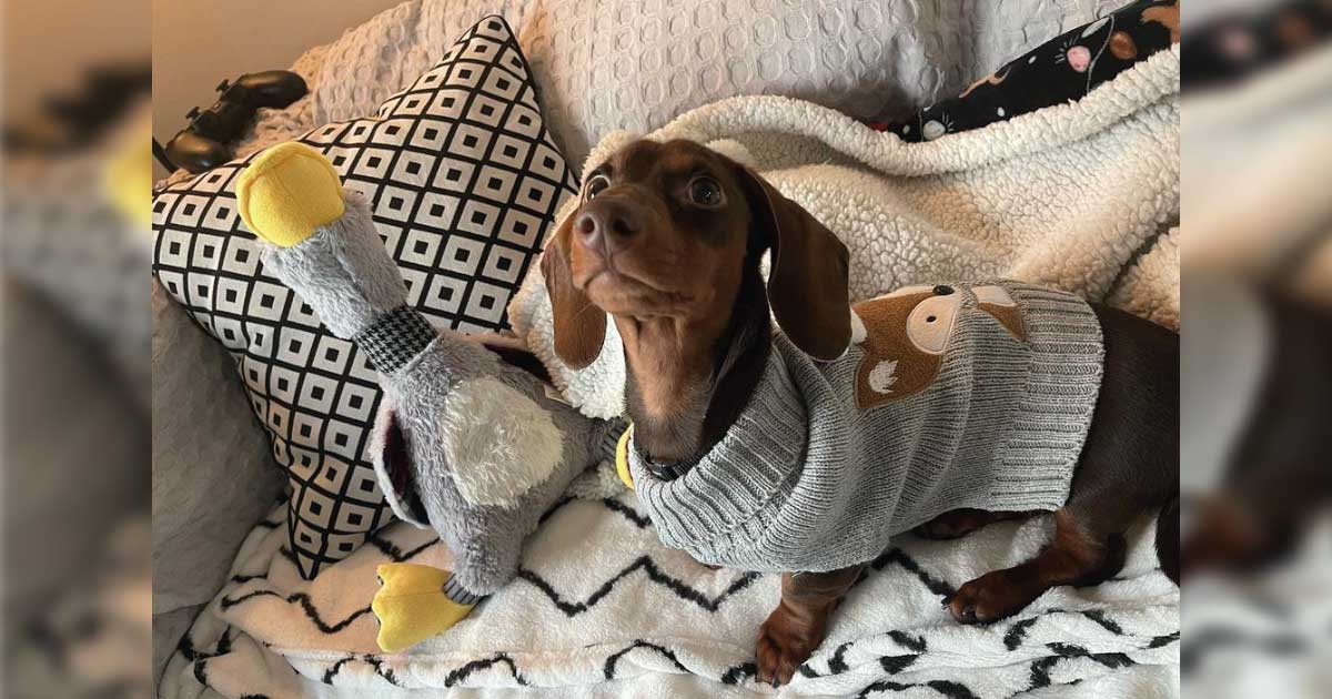 Happy Howl-idays! Best Christmas Jumpers for Dogs – BETTY & BUTCH®