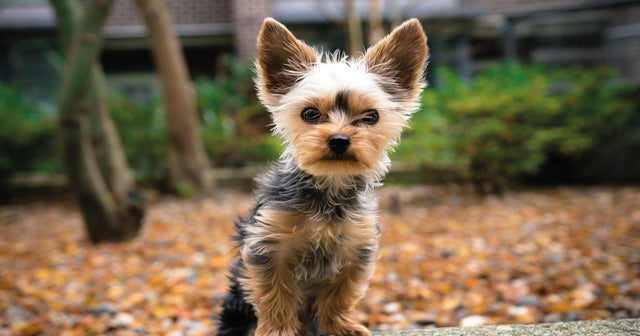 Dog Breed Profile: Health and Fitness Tips for Yorkshire Terriers ...